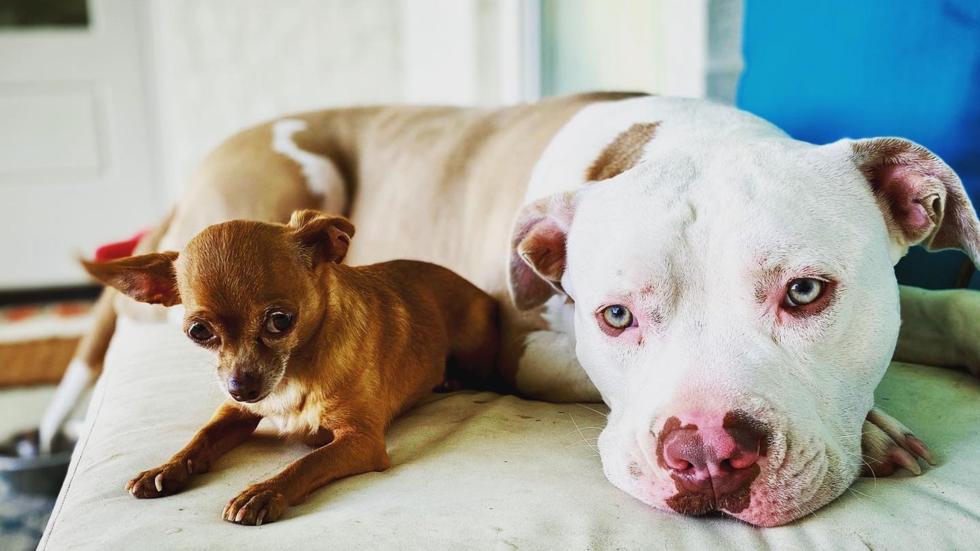 New Client Form | Crossroads Animal Hospital